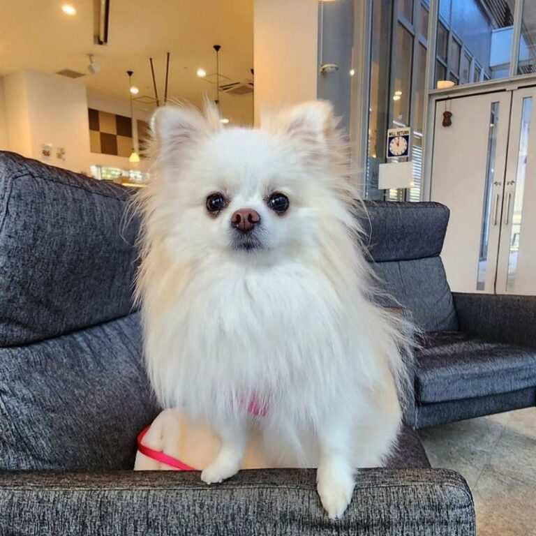 【浅草・蔵前ドッグカフェ】愛犬と行ける人気カフェ・レストラン21選｜大型犬OK | INUNAVI（いぬなび）